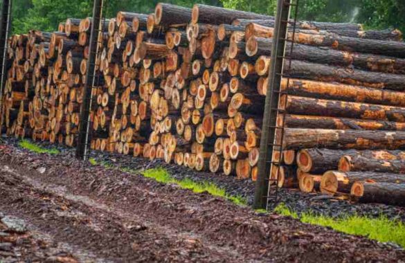 1 corde de bois équivaut à combien de stère de bois de chauffage ? - Jutier